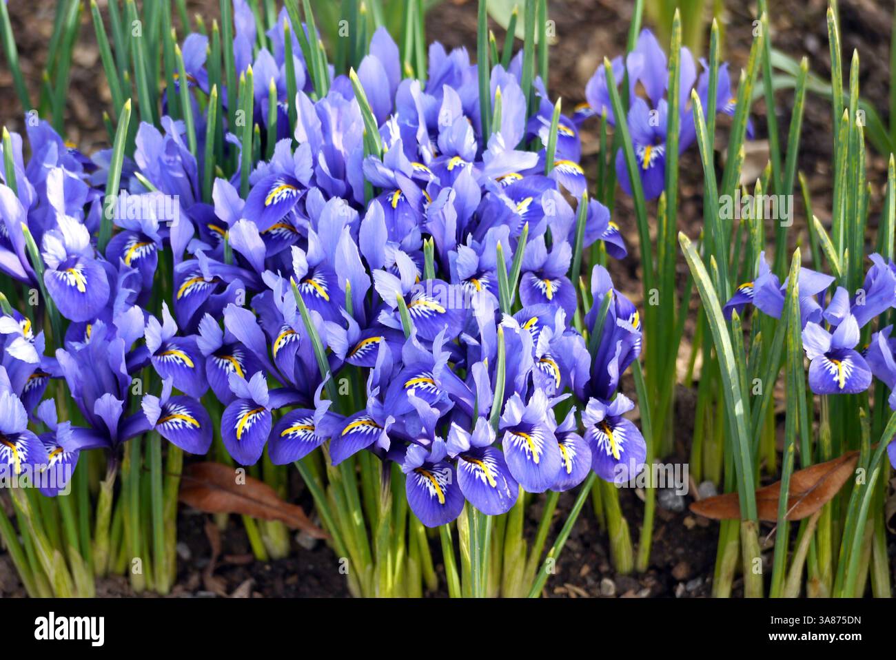 Violet/Purple Early Bulbous 'Iris Reticulata' (Dwarf Iris) Flowers ...
