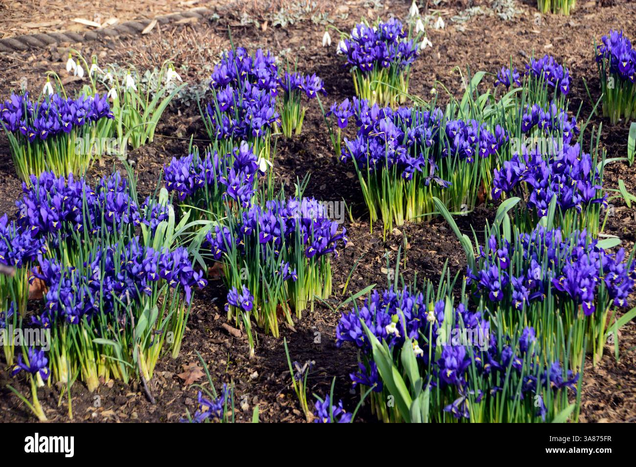 Violet/Purple Early Bulbous 'Iris Reticulata' (Dwarf Iris) Flowers ...