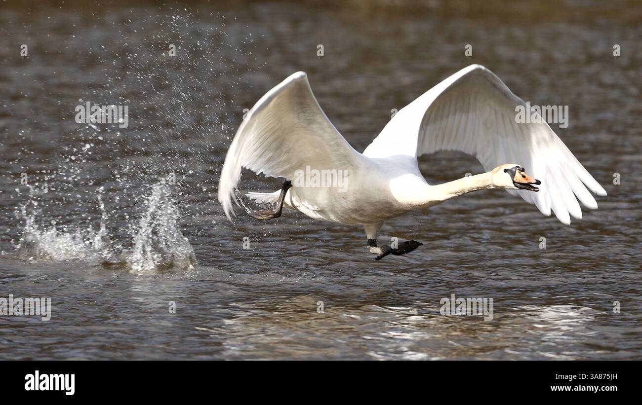 Stover Park, Newton Abbot, Devon, UK. 28th Mar, 2025. Swan taking ...