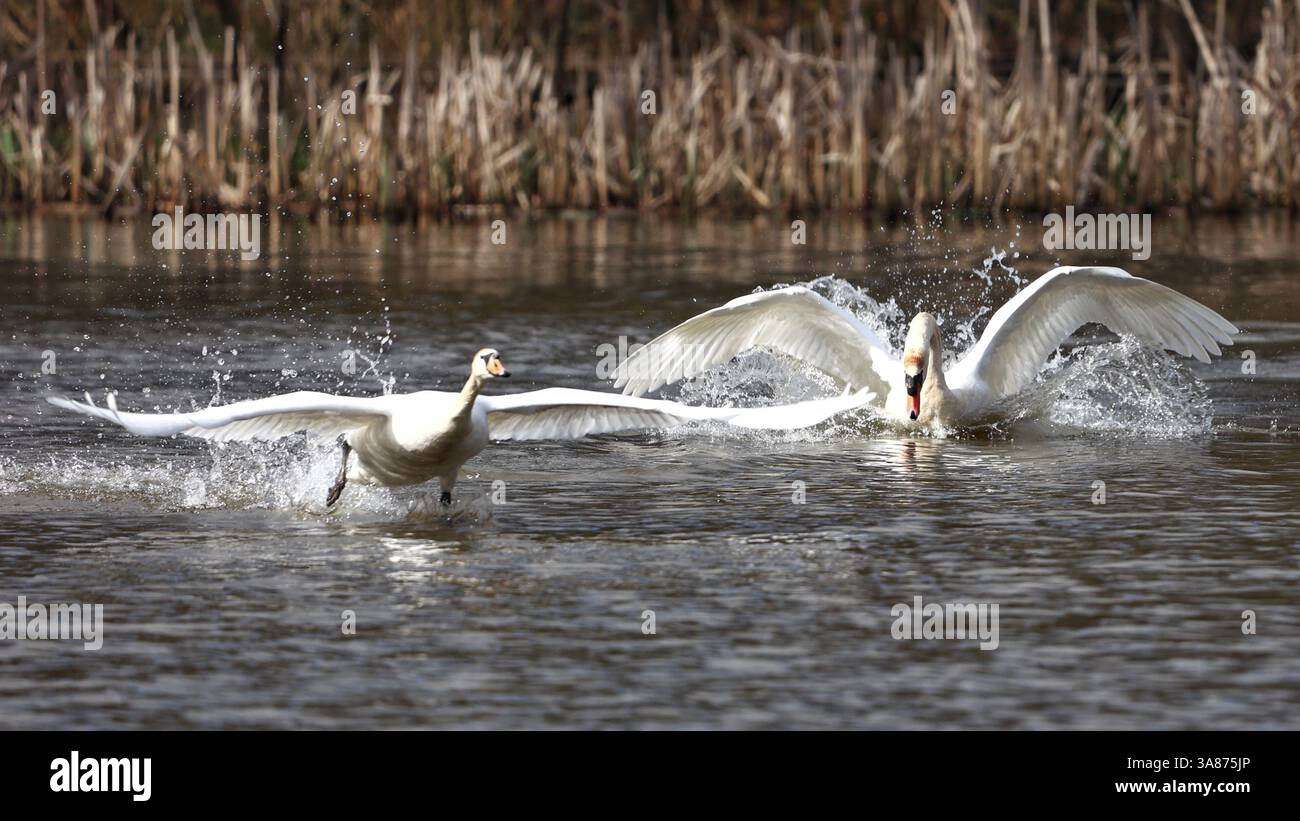 Stover Park, Newton Abbot, Devon, UK. 28th Mar, 2025. Swan taking ...