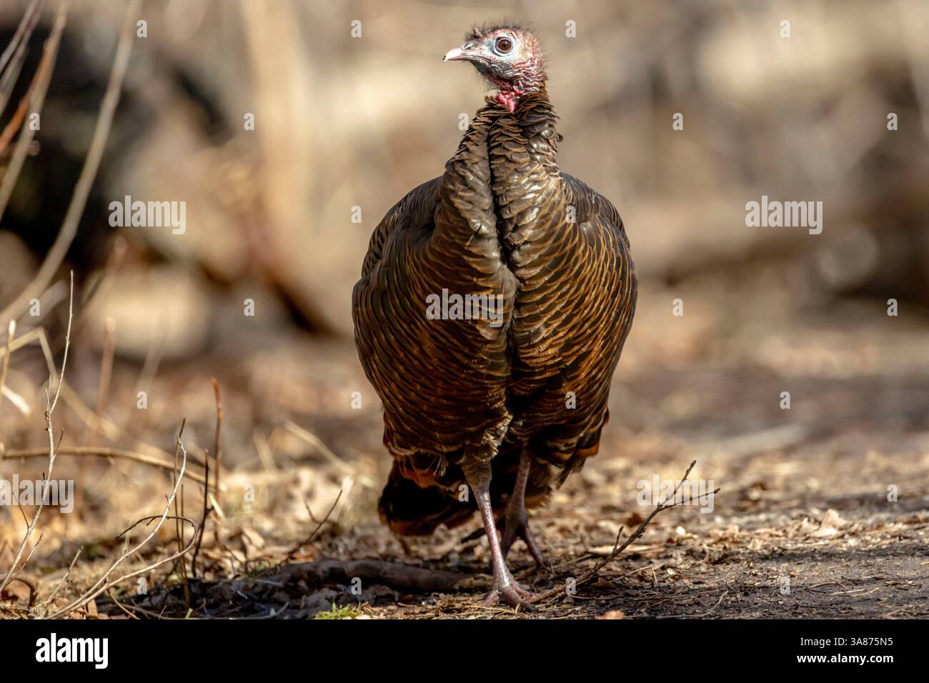 (Ottawa, Canada---27 March 2025) A wild turkey at Mud Lake. Photograph ...