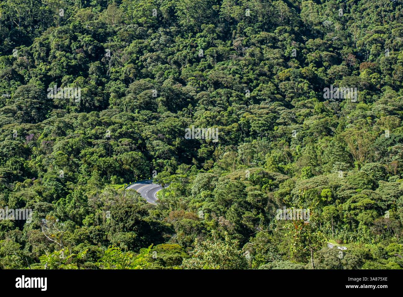 Remnant native forest hi-res stock photography and images - Alamy