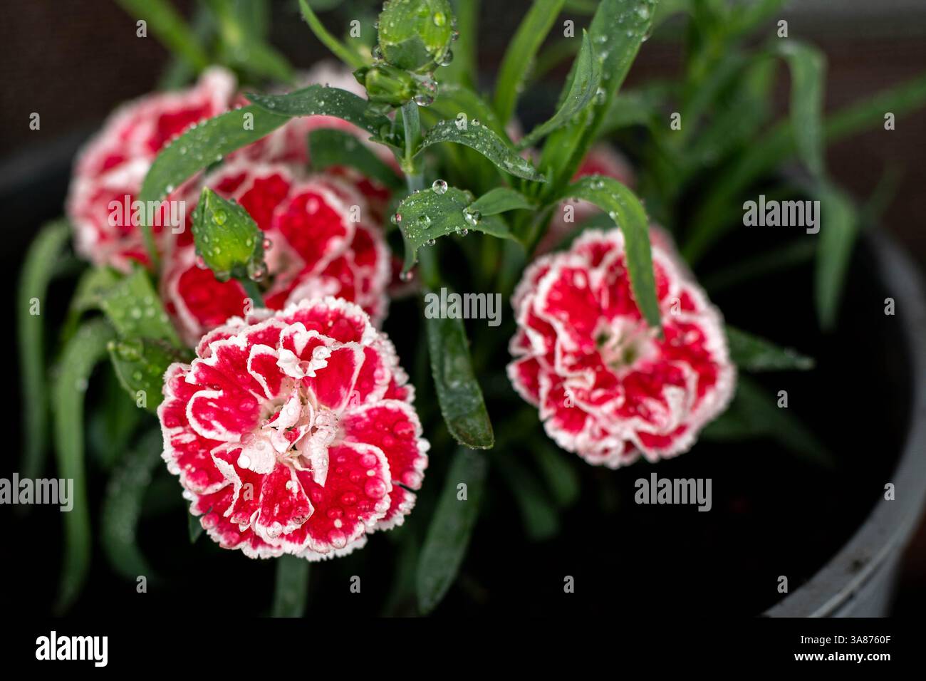 very beautifully colored carnation flowers, in gradients, whith white ...