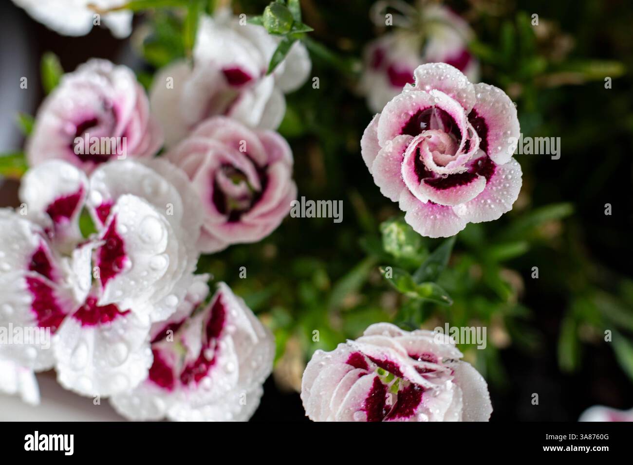 very beautifully colored carnation flowers, in gradients,whith white ...