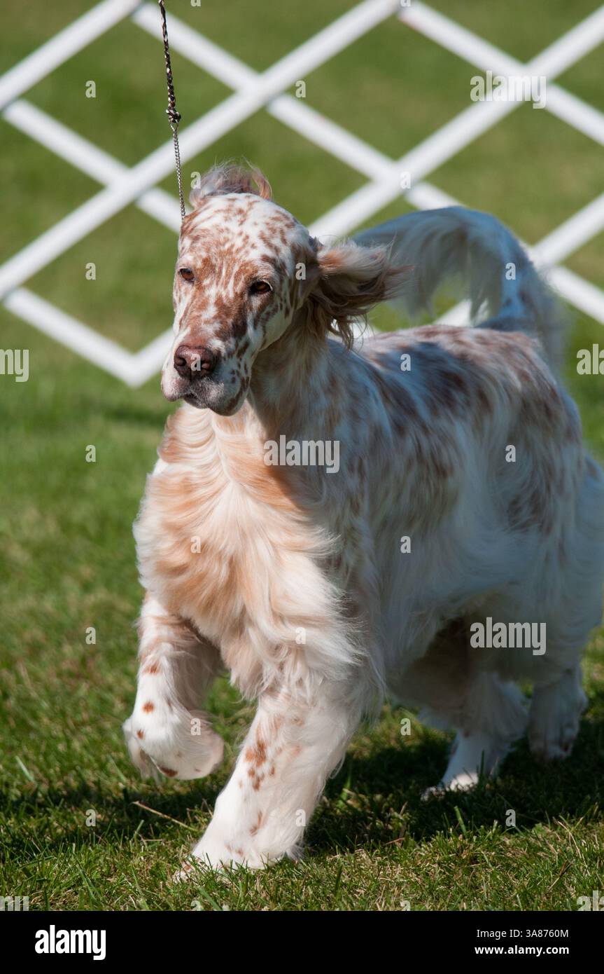 English Setter rounding the dog show ring Stock Photo - Alamy