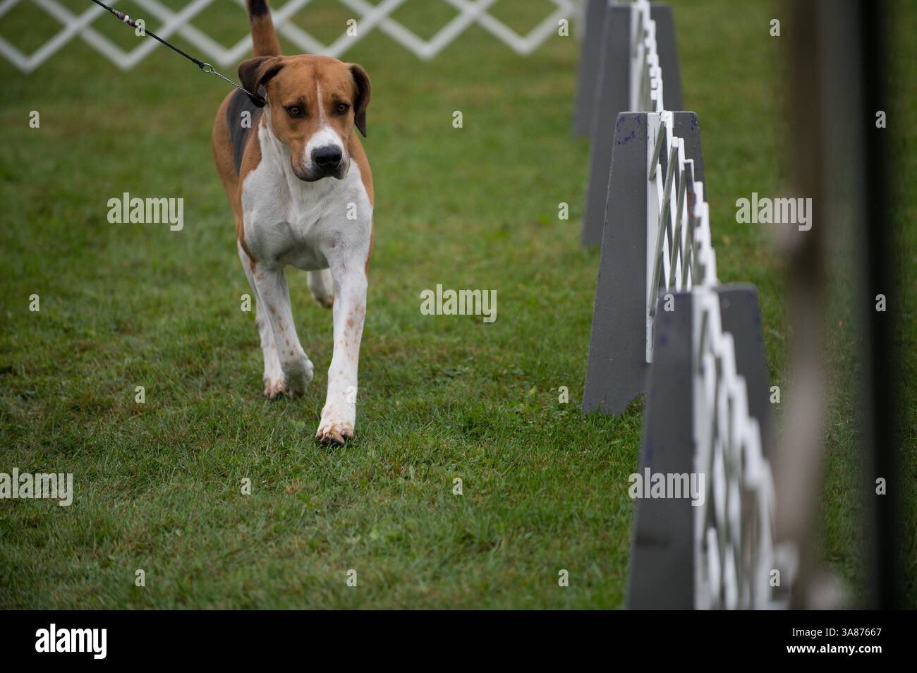 English Foxhound walking in the dog show ring Stock Photo - Alamy