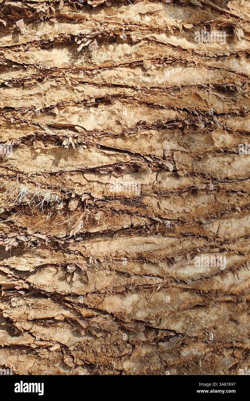 palm tree bark as very nice texture Stock Photo - Alamy