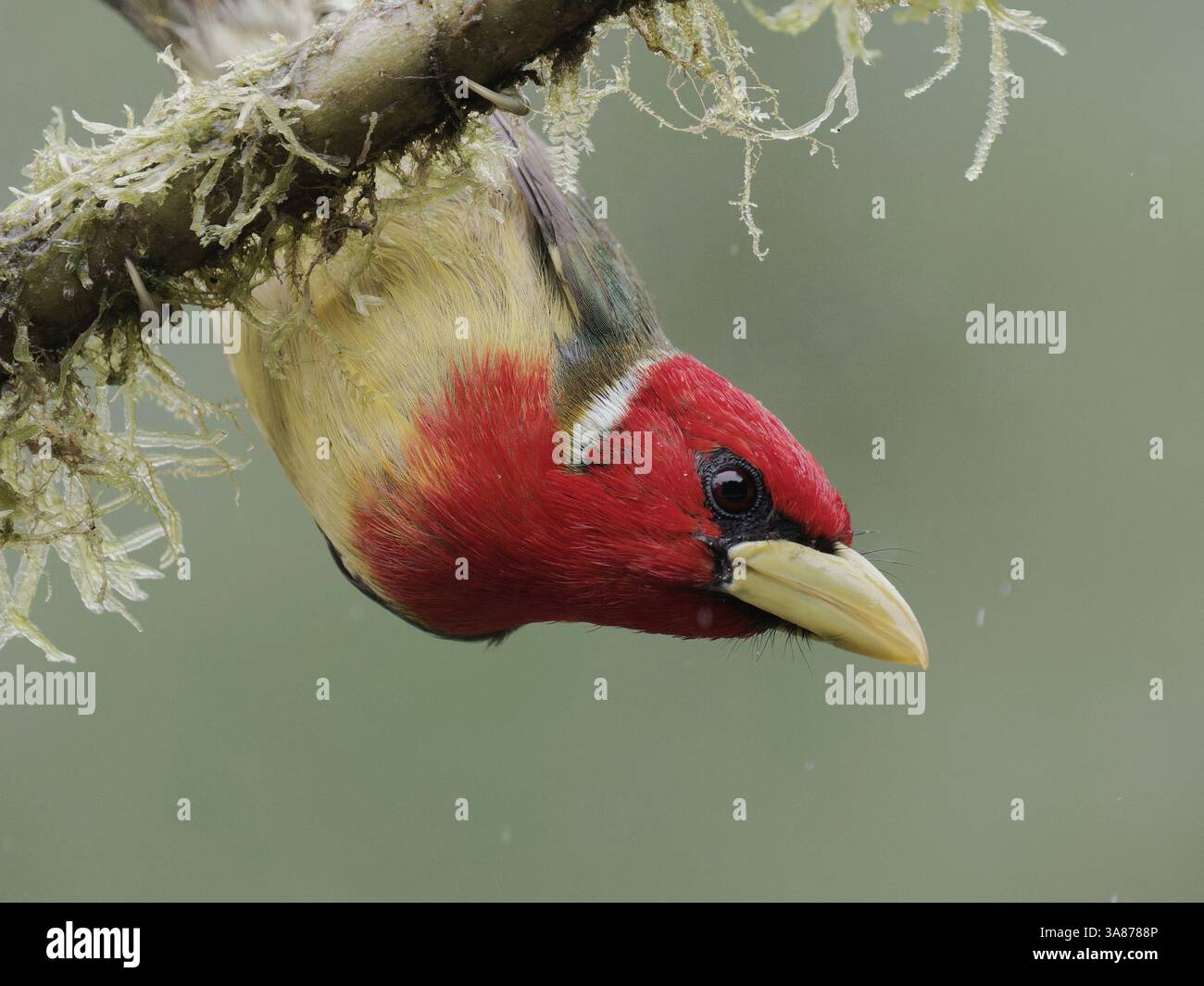 Red Headed Barbet Stock Photo - Alamy