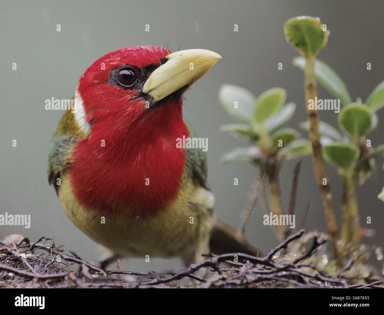 Red Headed Barbet Stock Photo - Alamy