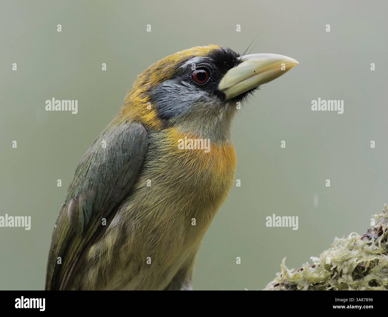 Red Headed Barbet Stock Photo - Alamy