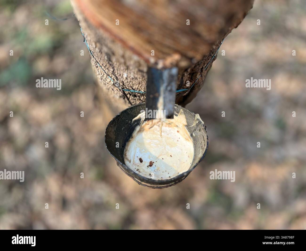 Rubber is being extracted from rubber trees Stock Photo - Alamy