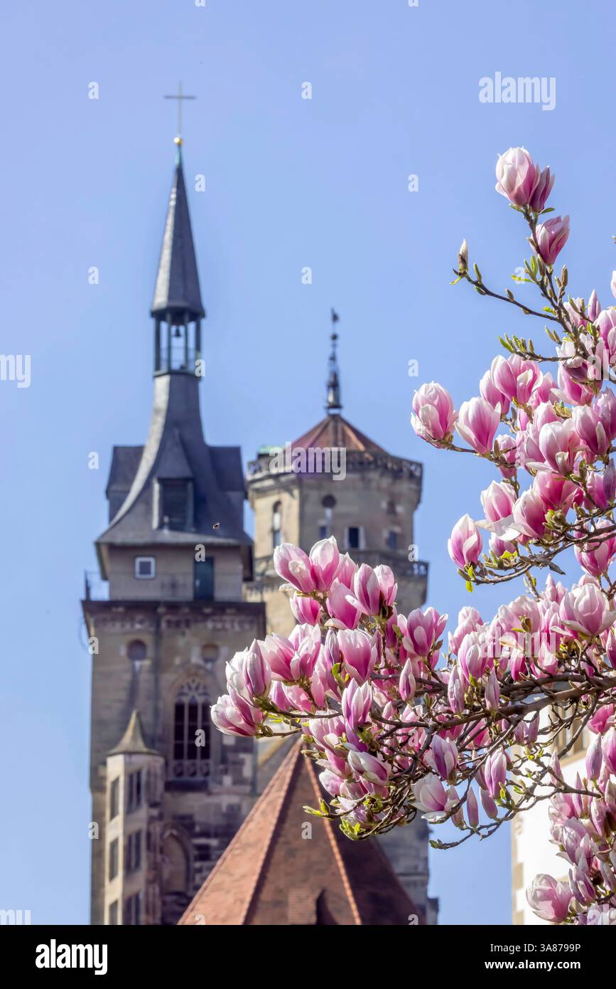 Magnolienblüte in Stuttgart. Magnolien Magnolia blühen im Frühjahr am ...