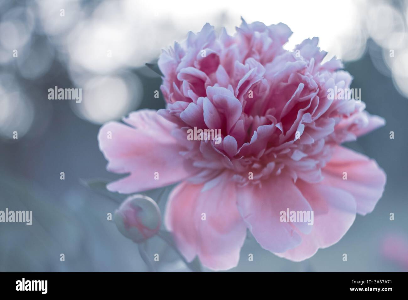 Greeting card with a huge bud of pink peony on a blurry background in ...