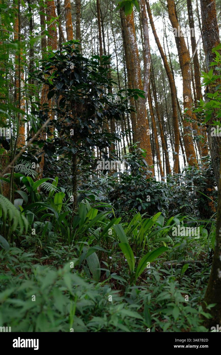 Shade-grown coffee plants flourish in the understory beneath taller ...