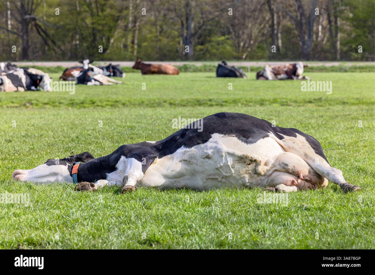 Dairy cow lying stretched out, happy relaxing or sleeping showing belly ...