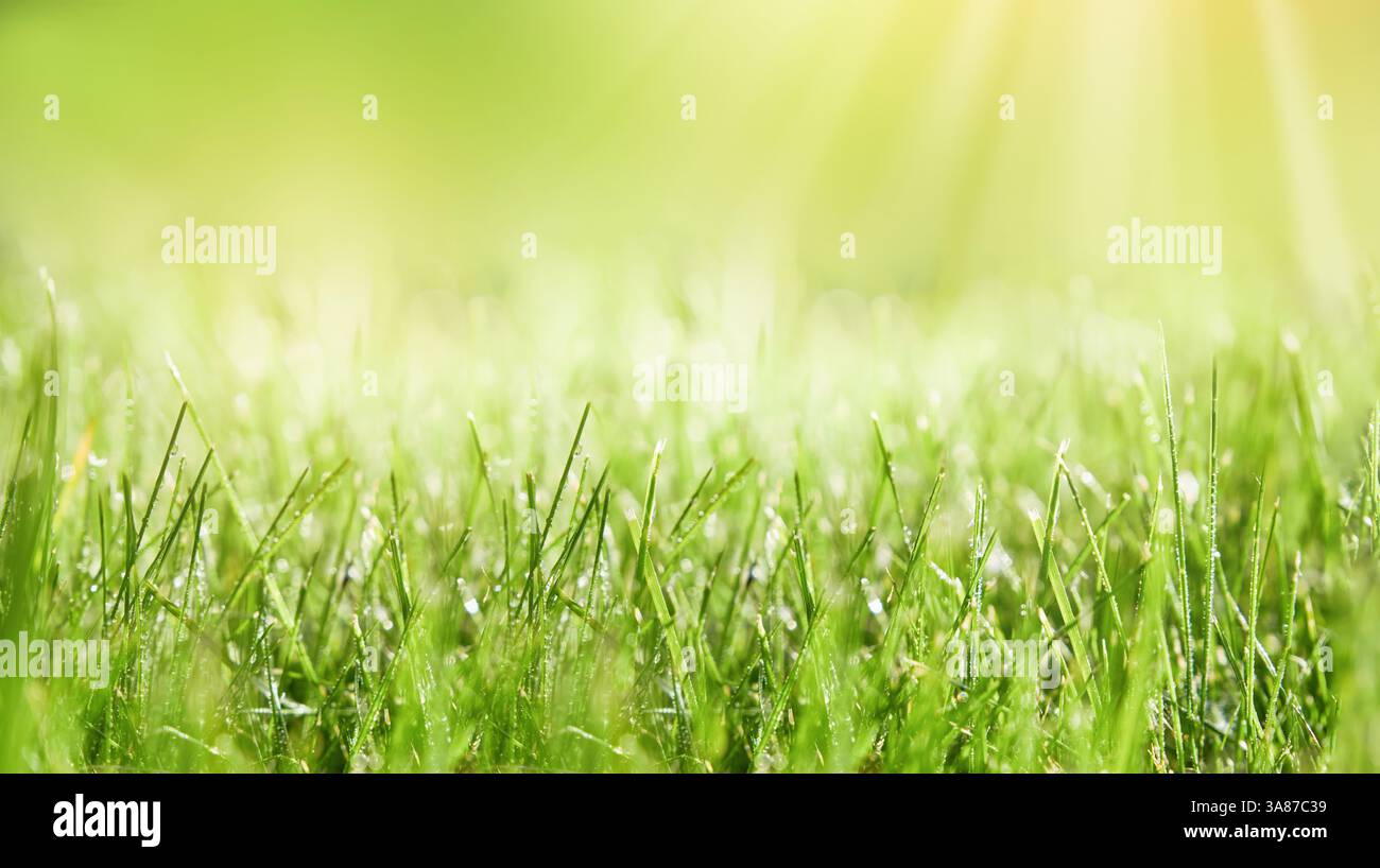 Natural herbal or spring summer empty background. Green grass and ...