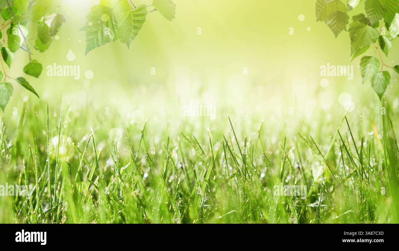 Natural herbal or spring summer empty background. Green grass and ...