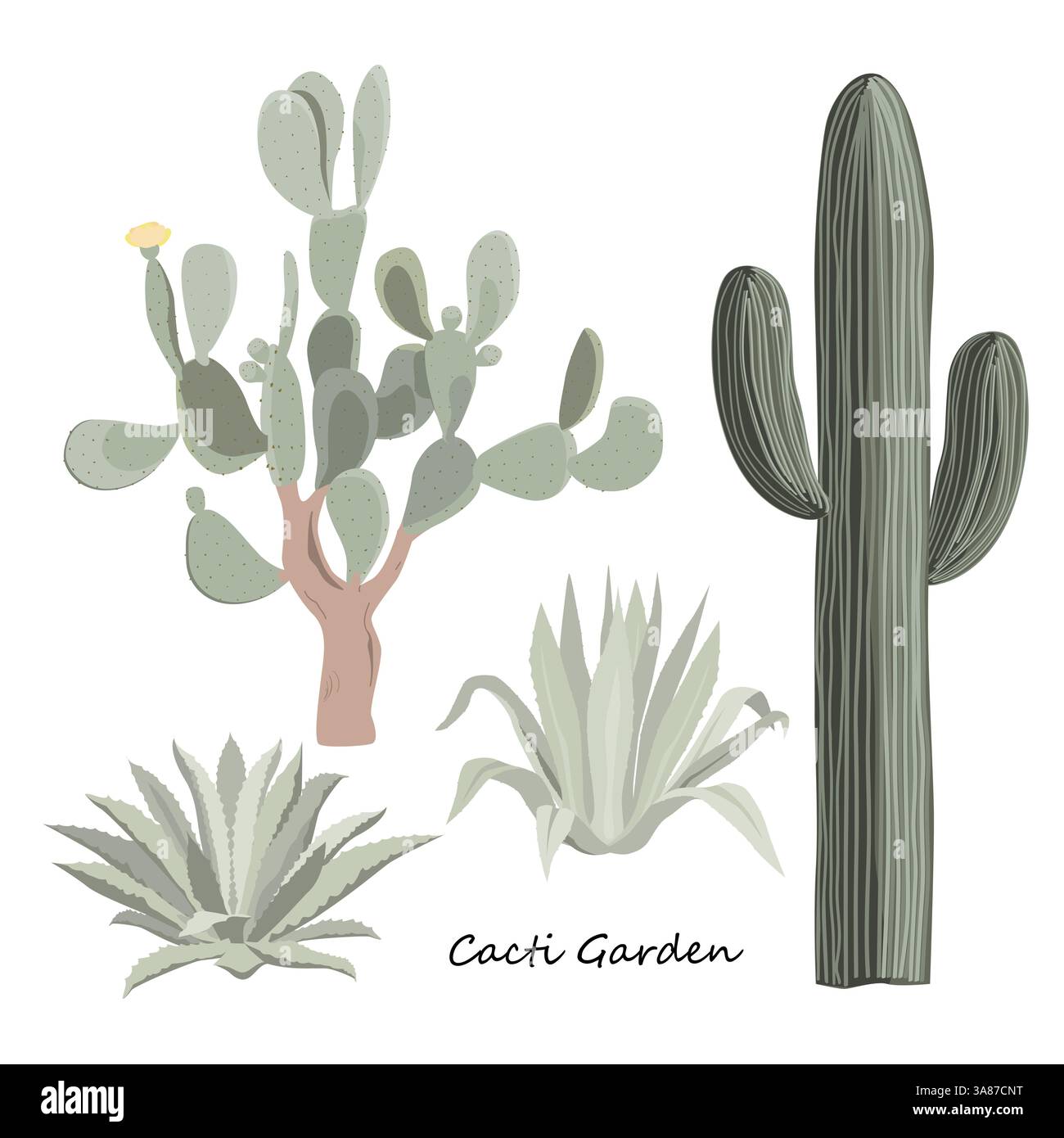 Cacti set with blue agave plant, prickly pear cactus, and saguaro. Vector illustration Stock ...