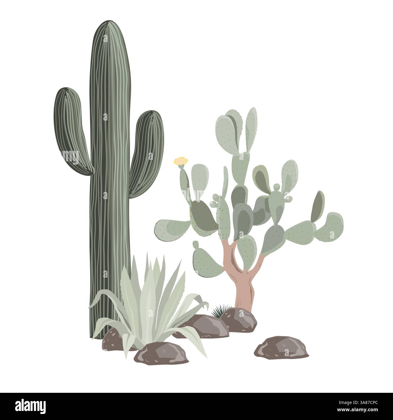 Cacti composition with blue agave plant, prickly pear cactus, and ...