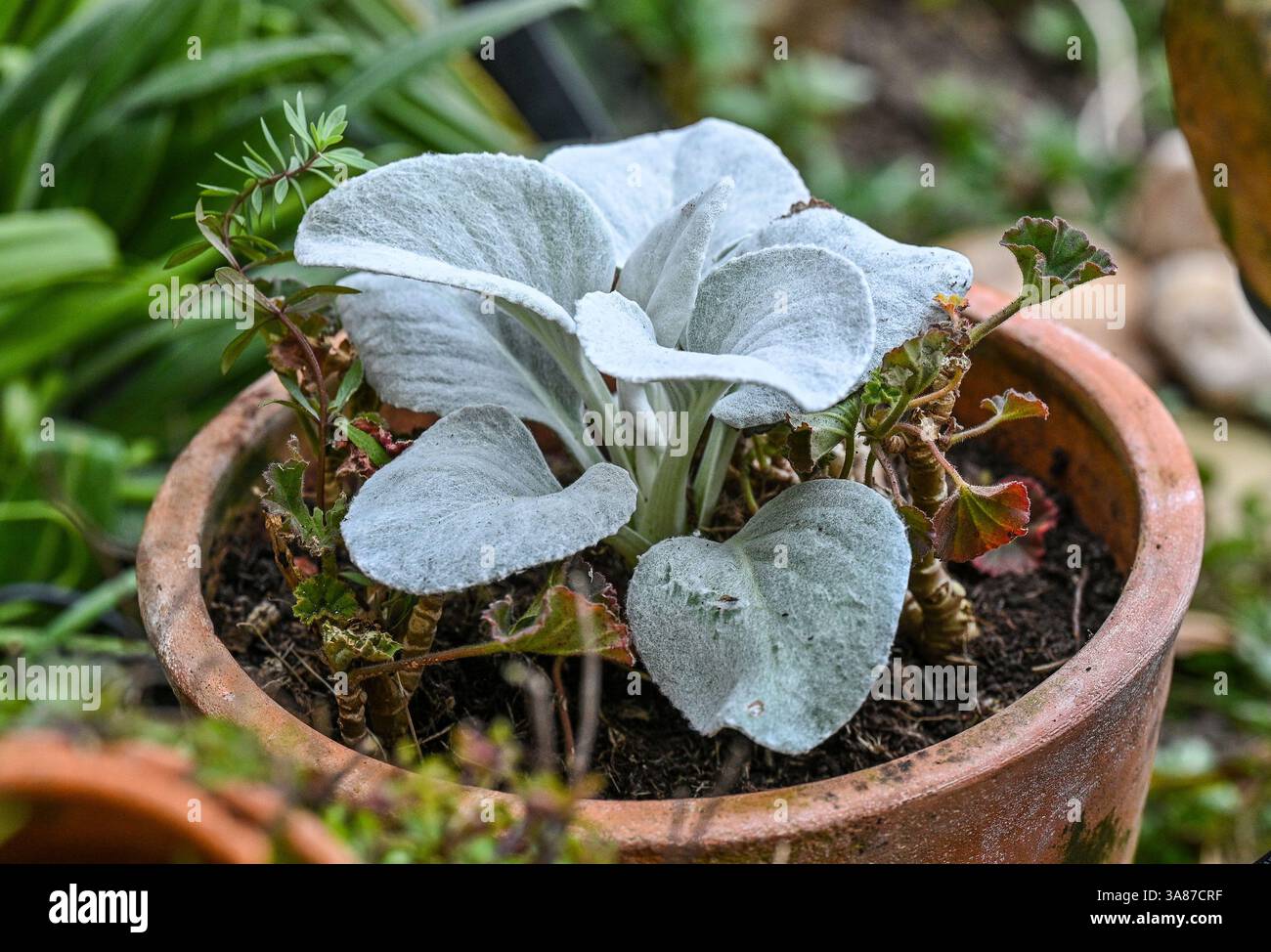 Senecio Angel Wings plant in bloom in garden pot UK Stock Photo - Alamy