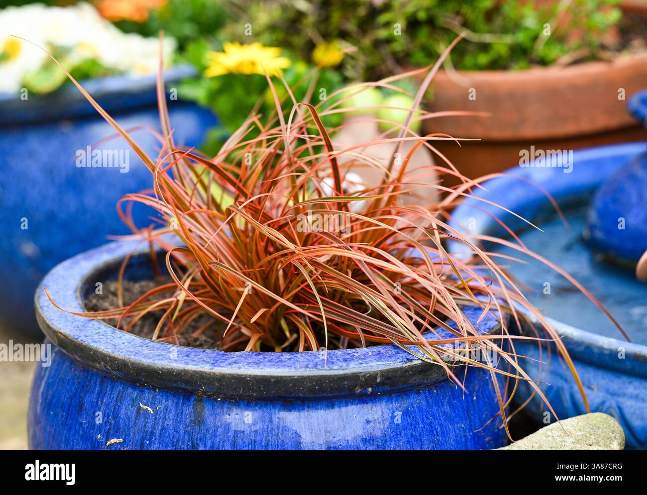 Uncinia rubra Everflame grass in garden pot Stock Photo - Alamy