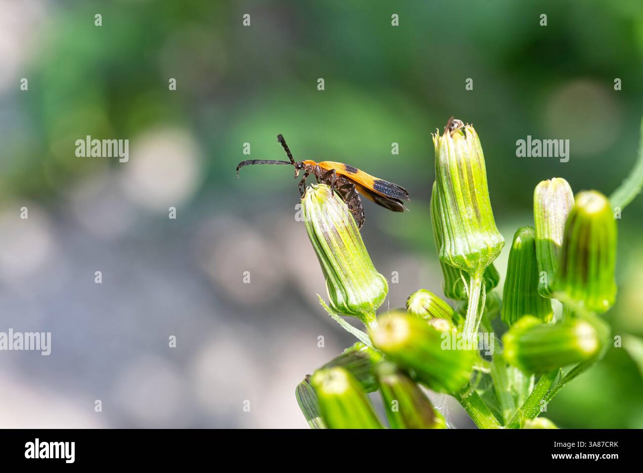 Closeup of a Banded Net Winged Beetle copy Stock Photo - Alamy