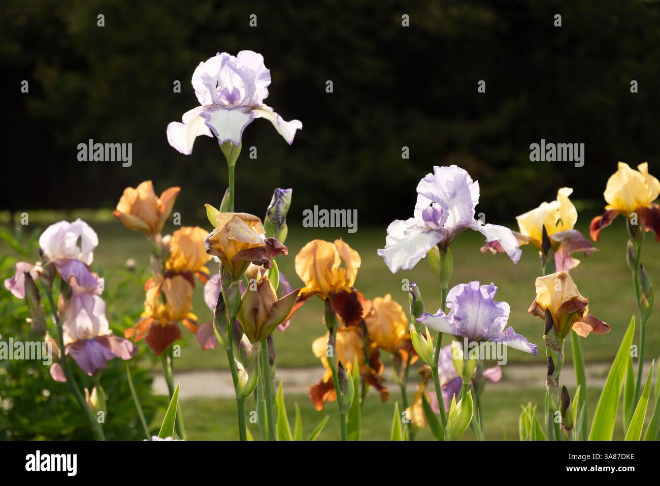Irises flowers of different varieties in garden on flowerbed. Close up ...
