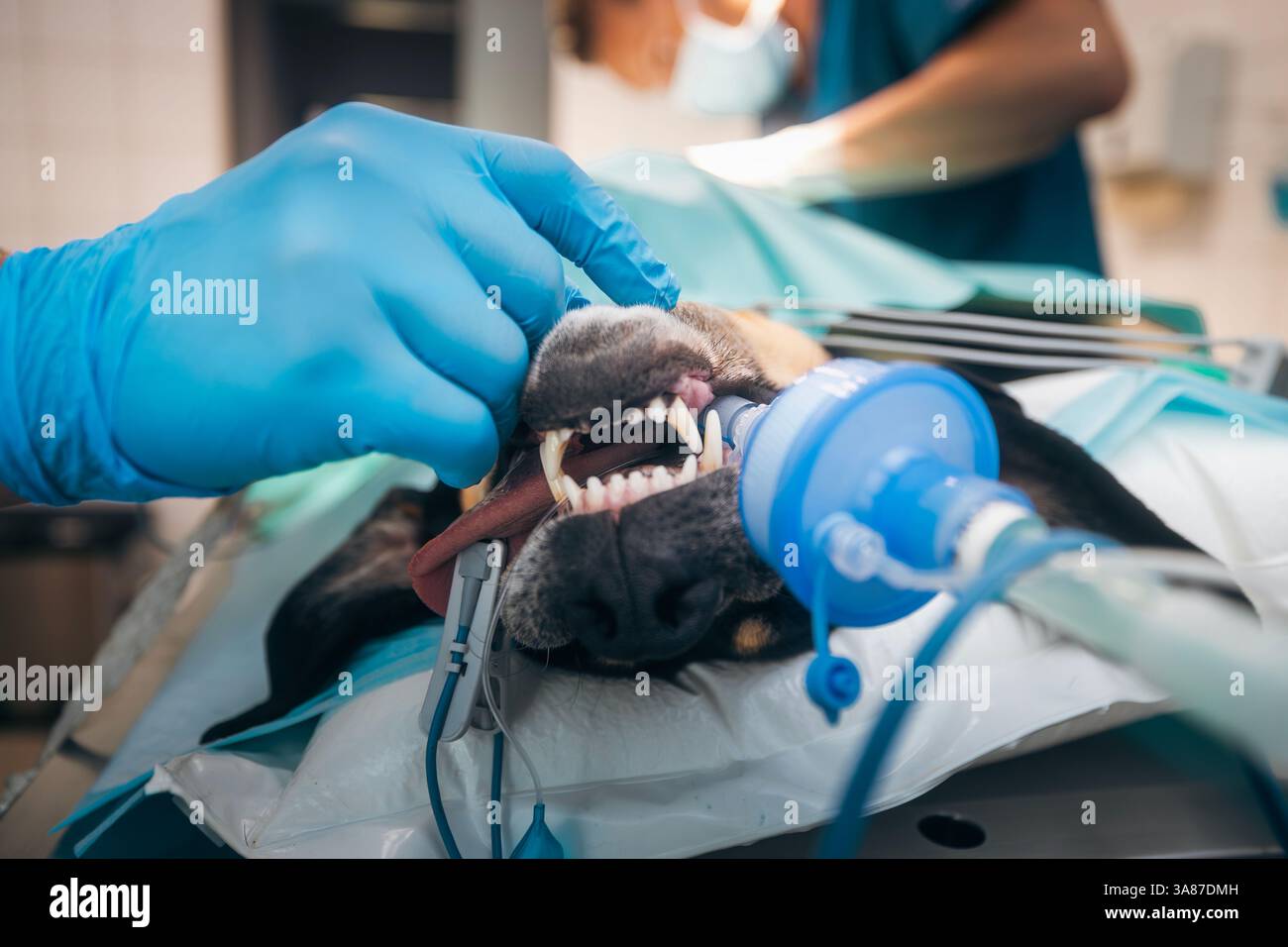 Dog in operating room is anesthetized and connected to breathing mask ...