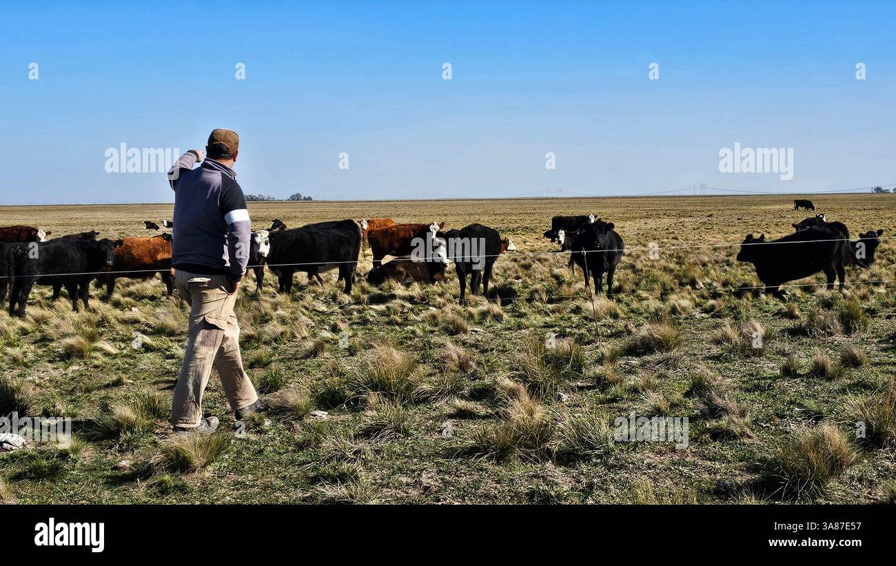 Agriculture and livestock in Argentina, cows of various breeds, Angus ...