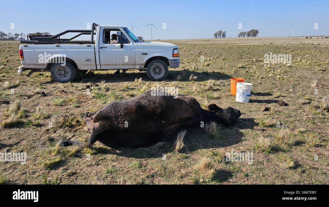 Agriculture and livestock in Argentina, cows of various breeds, Angus ...