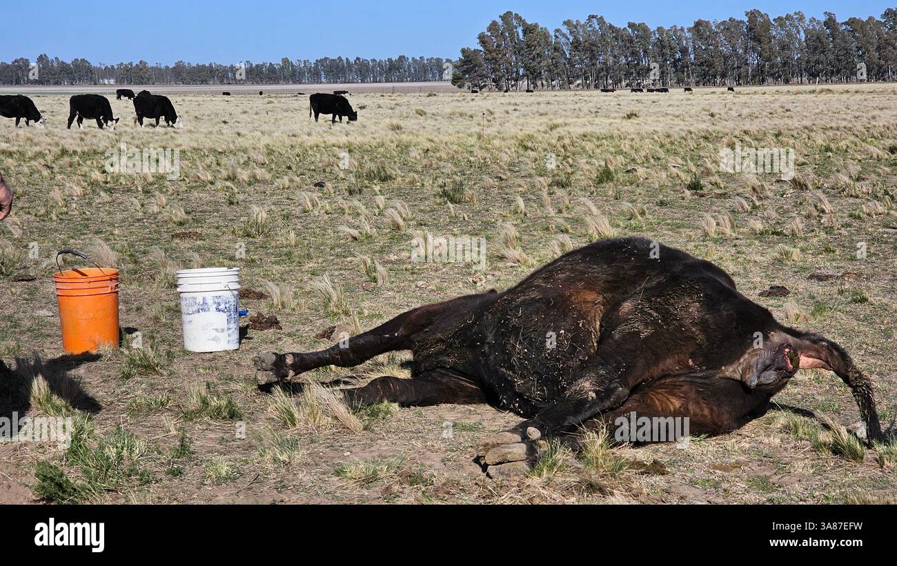 Agriculture and livestock in Argentina, cows of various breeds, Angus ...
