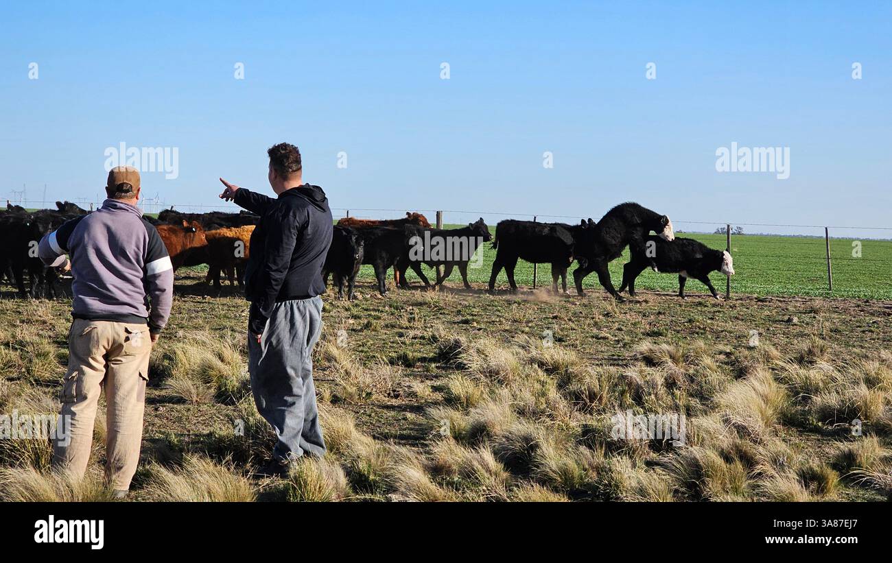 Agriculture and livestock in Argentina, cows of various breeds, Angus ...