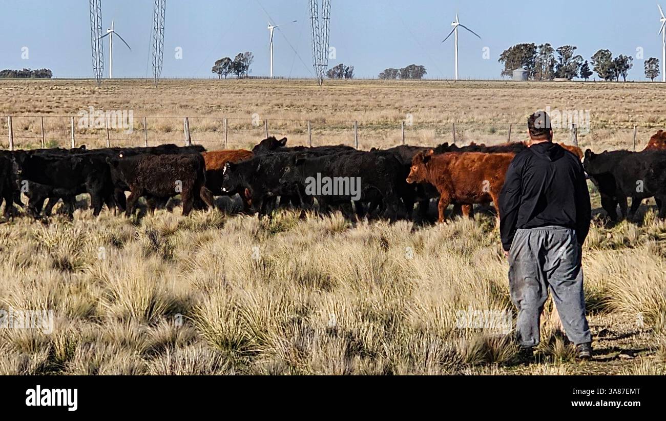 Agriculture and livestock in Argentina, cows of various breeds, Angus ...