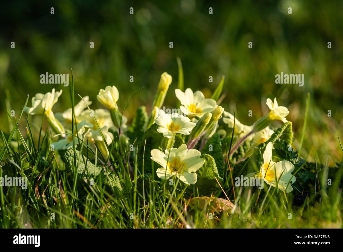 Common Primroses Primula vulgaris Rose Cottage Garden Diary Stock Photo ...
