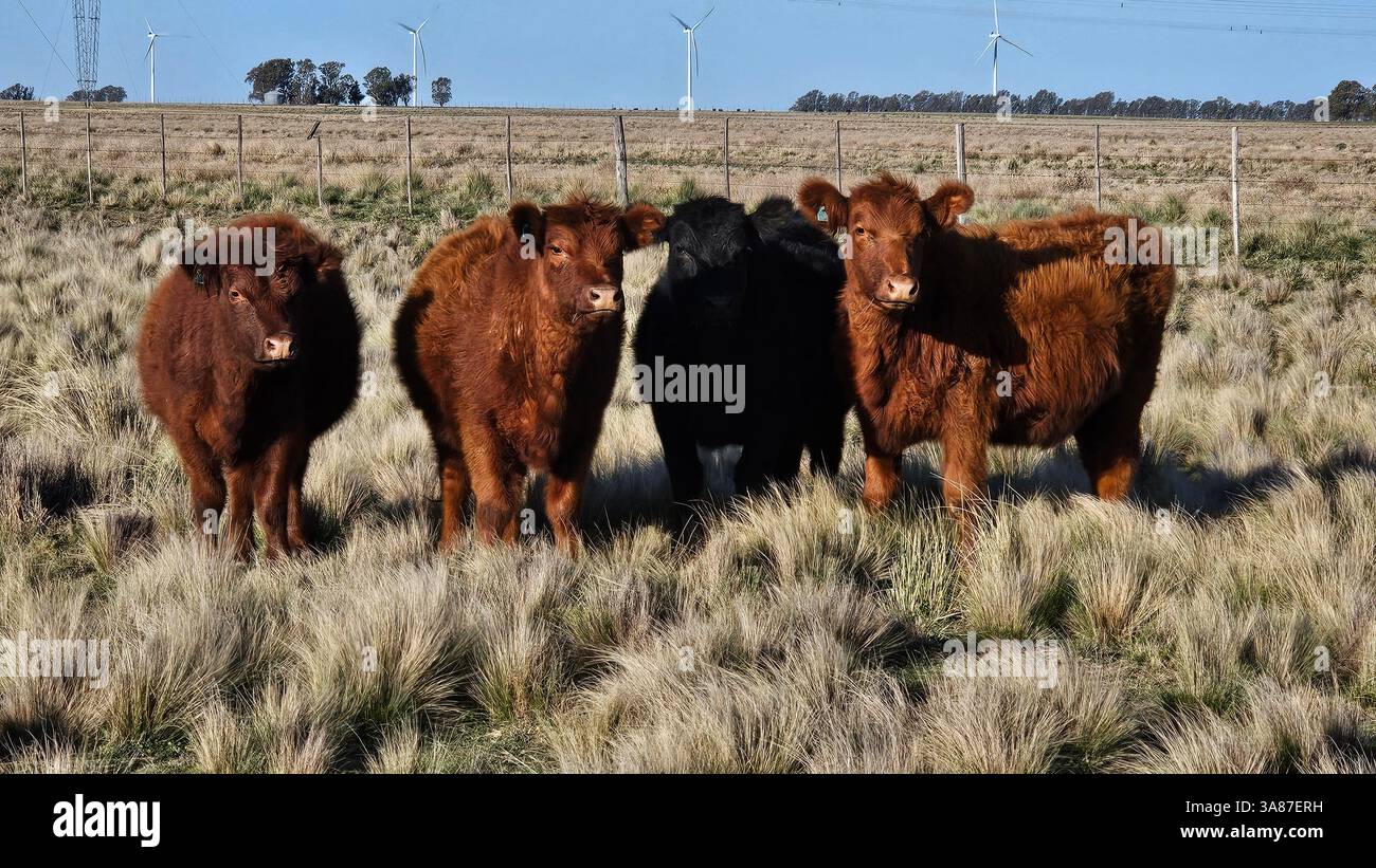 Agriculture and livestock in Argentina, cows of various breeds, Angus ...