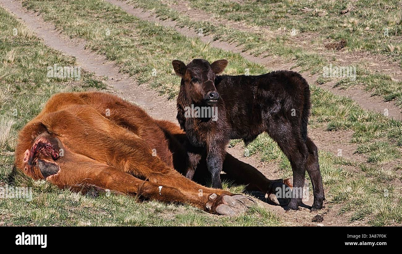 Agriculture and livestock in Argentina, cows of various breeds, Angus ...