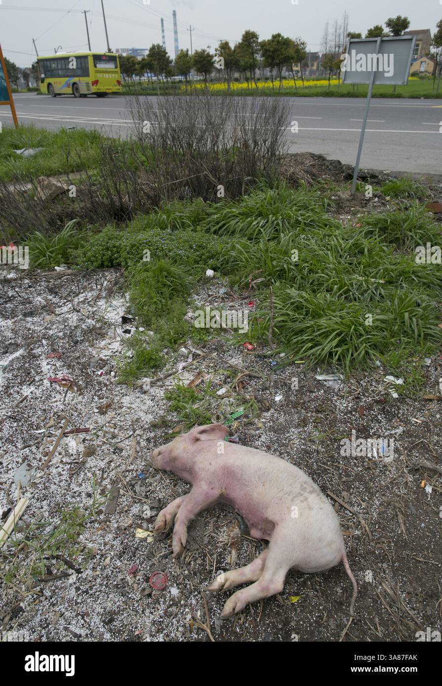 March 28, 2013 - Zhulin, CHN - A dead baby pig is seen outside a ...
