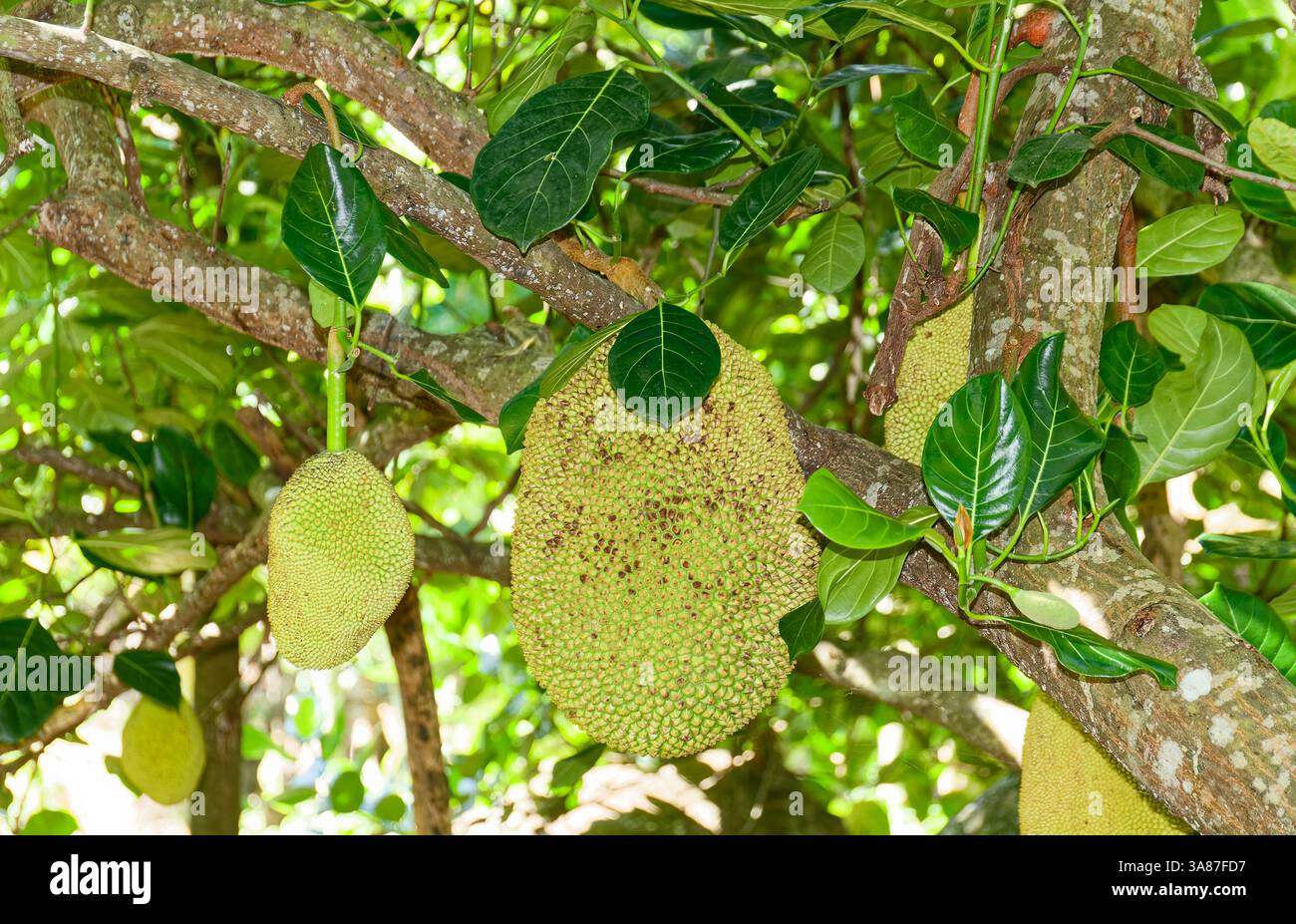 jackfruit, hanging on tree, largest tree fruit, Artocarpus ...