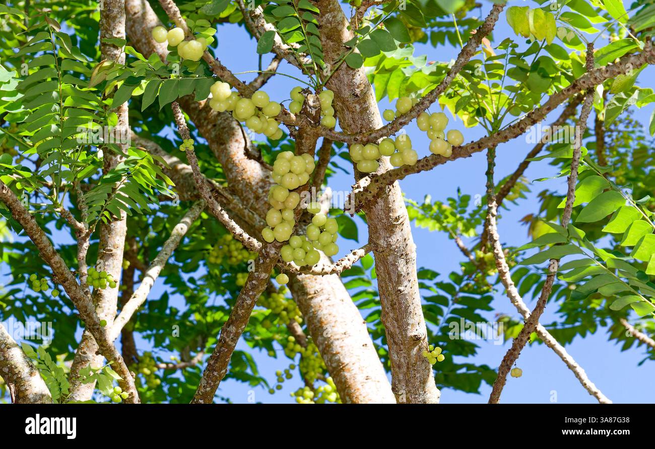 Starfruit tree, close-up, species Averrhoa carambola, yellow fruit ...