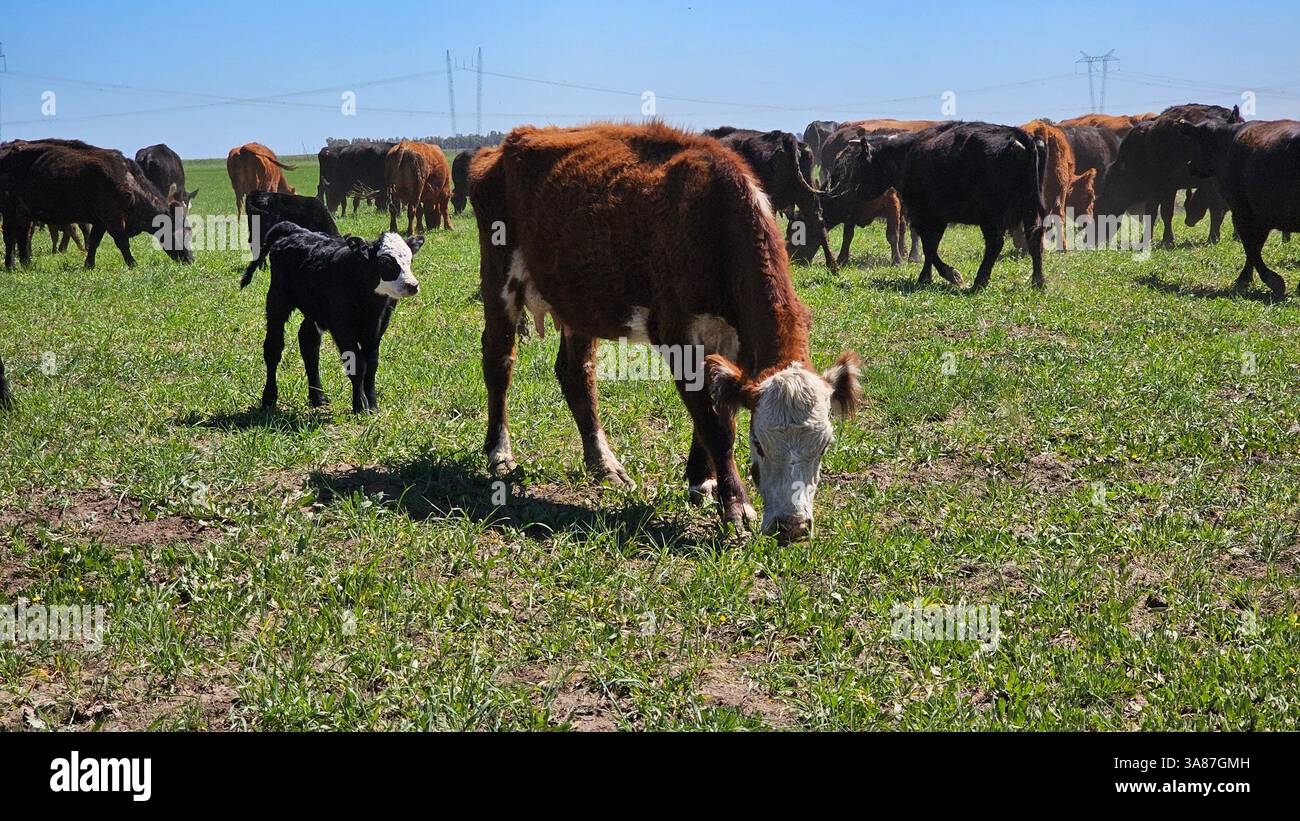 Agriculture and livestock in Argentina, cows of various breeds, Angus ...