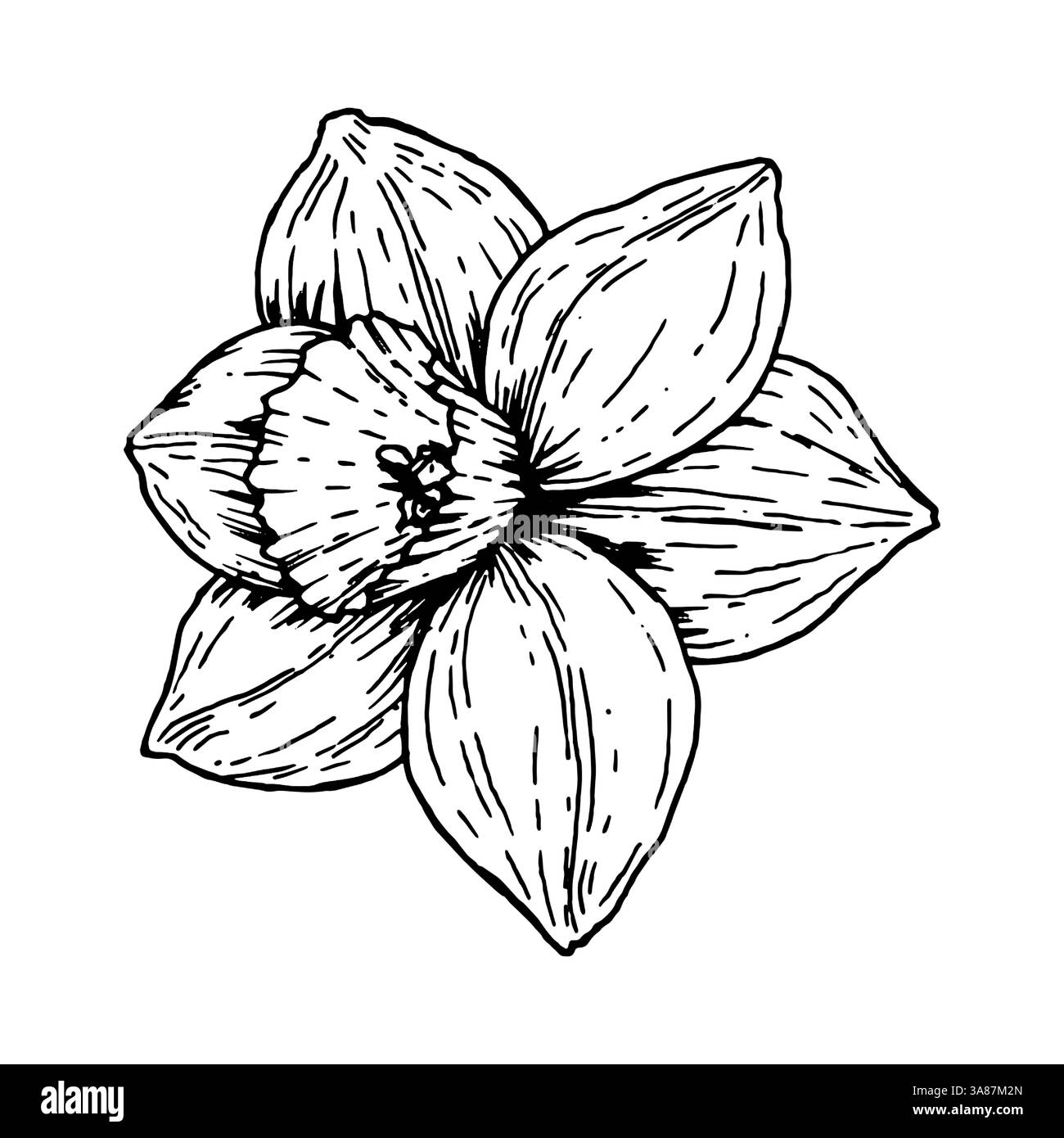 Vector illustration of a single narcissus flower, top view. Hand drawn ...