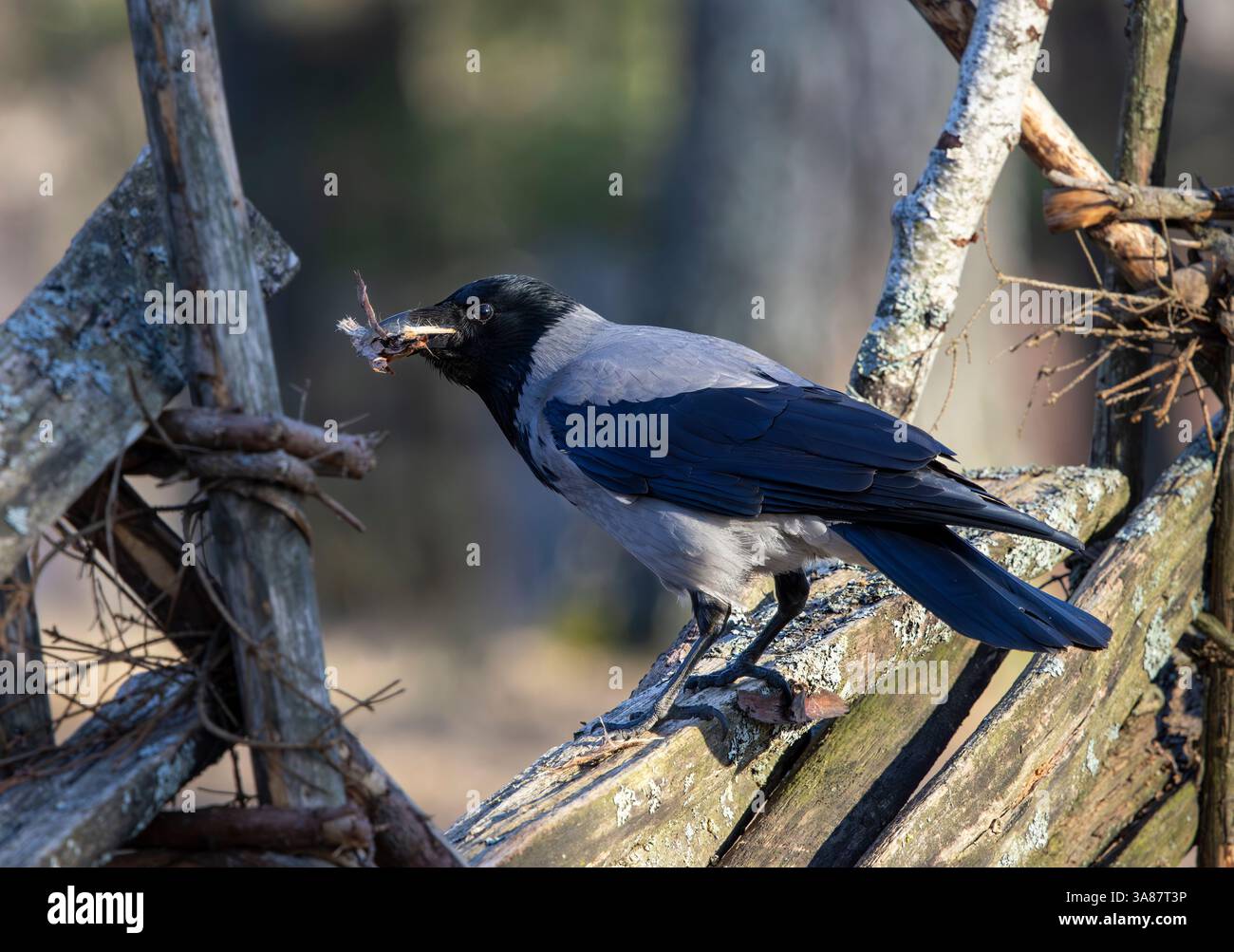 Hooded crow hi-res stock photography and images - Alamy