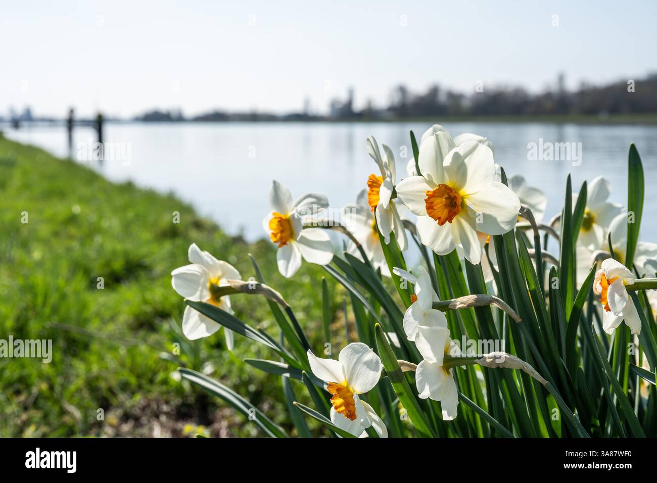 Kehl, Germany. 28th Mar, 2025. Daffodils bloom on the banks of the ...
