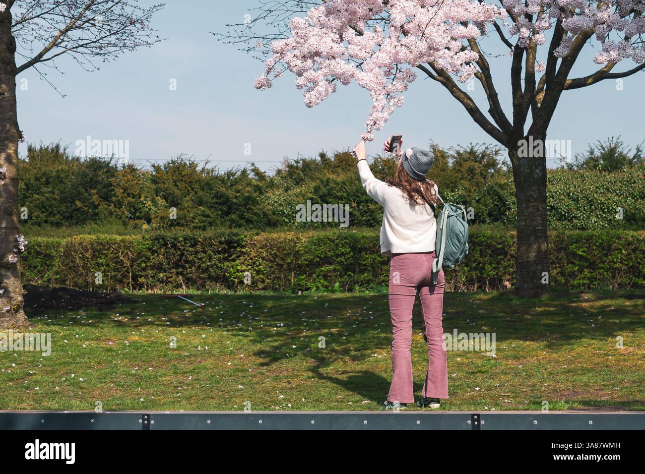 A woman takes a photo of blooming cherry blossoms in Westerpark ...