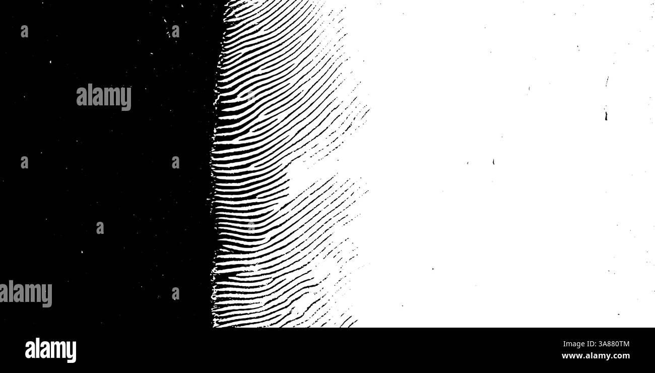 Vector Background with Black and White Zebra Lines, Rough Pattern on White Distressed Paper with ...