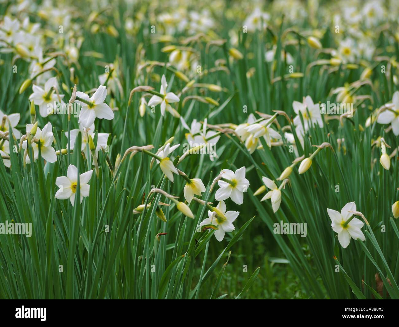 Closeup white daffodils in hi-res stock photography and images - Alamy