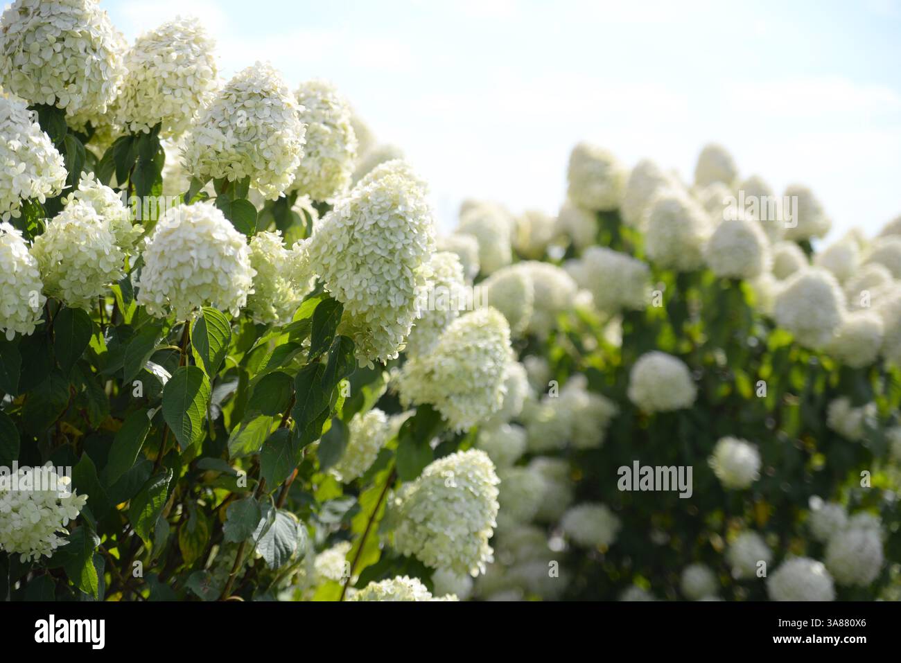 Blooming white hydrangea hi-res stock photography and images - Alamy