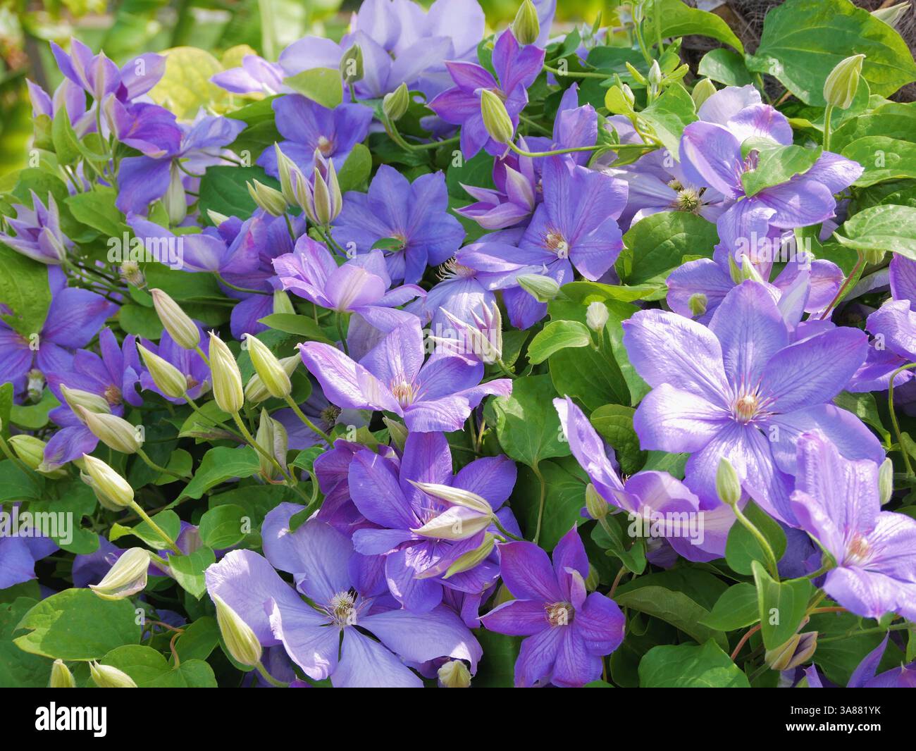 Purple tropical hi-res stock photography and images - Alamy
