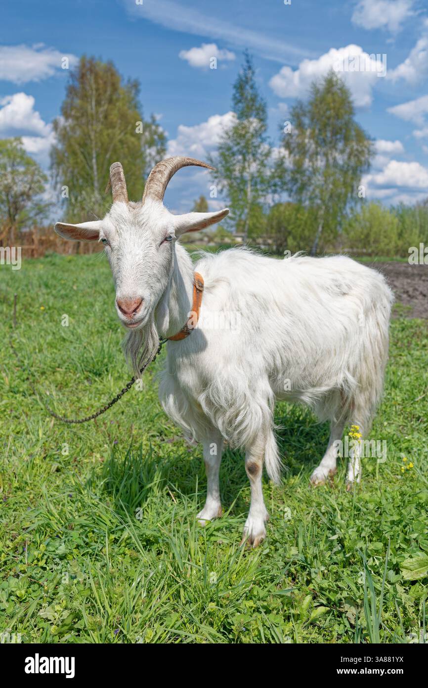 White dairy goat in grassy field, tied with chain. Farm backdrop with ...