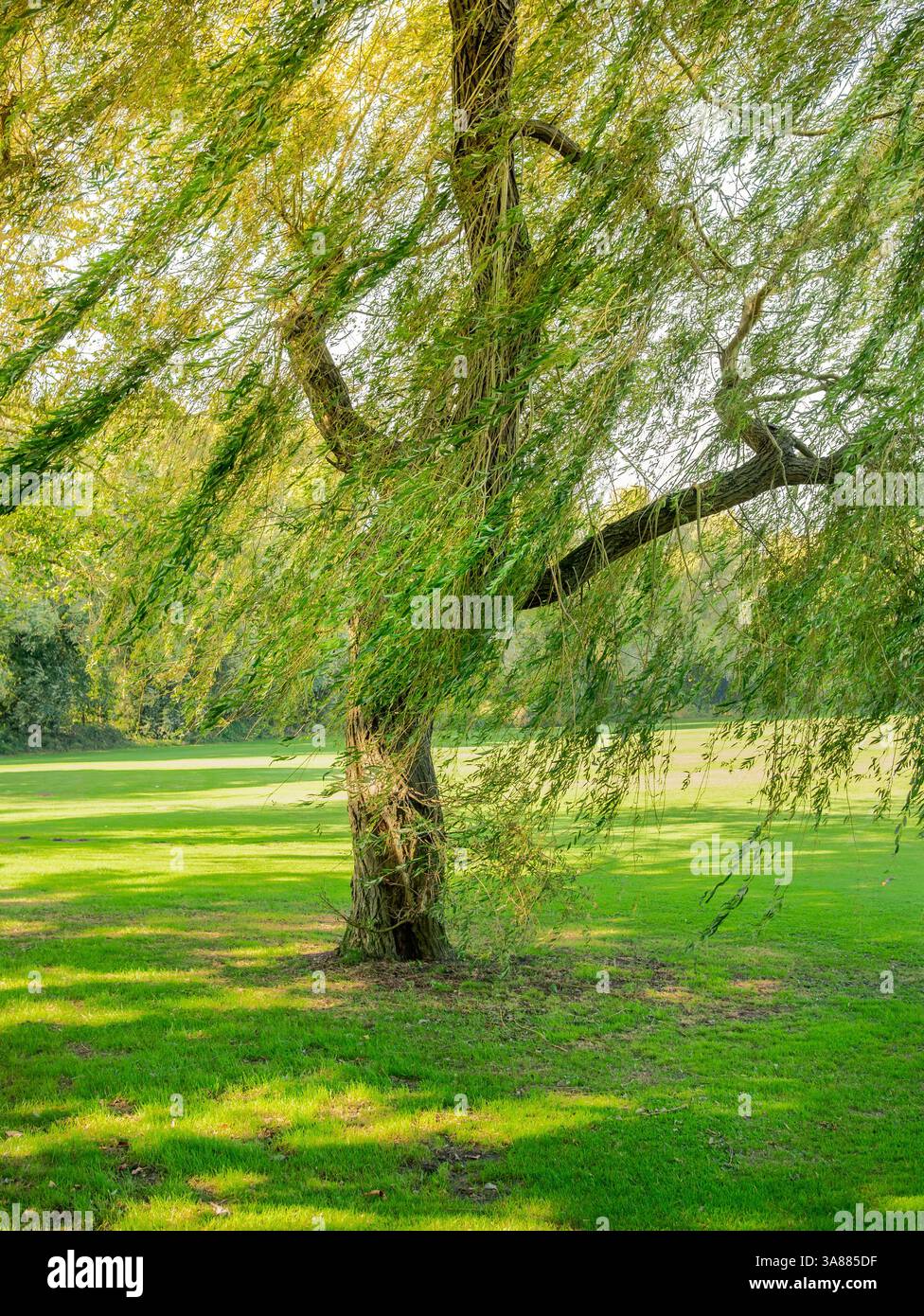 Weeping willow tree with its leaves swaying in the breeze, Sandwich ...